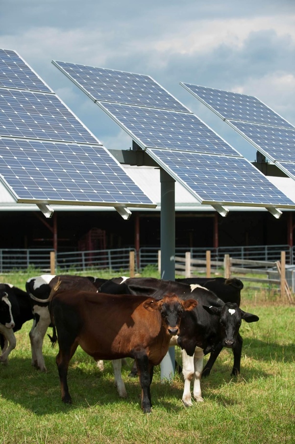 Agrovoltaics - Up with the sun